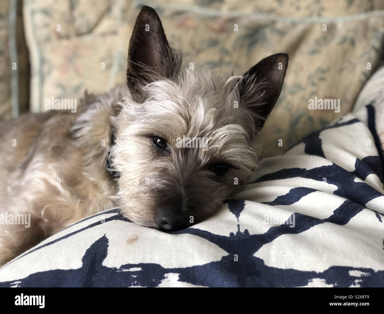 Chien avec des oreilles pointues Banque de photographies et d’images à ...