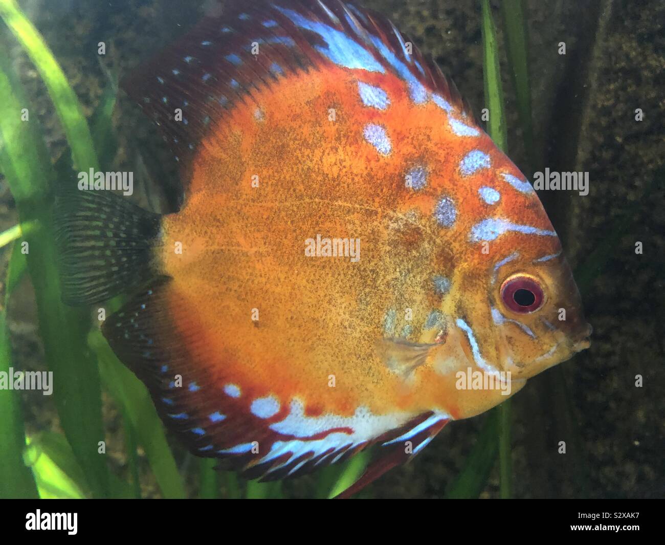 Poisson orange Banque de photographies et d’images à haute résolution ...