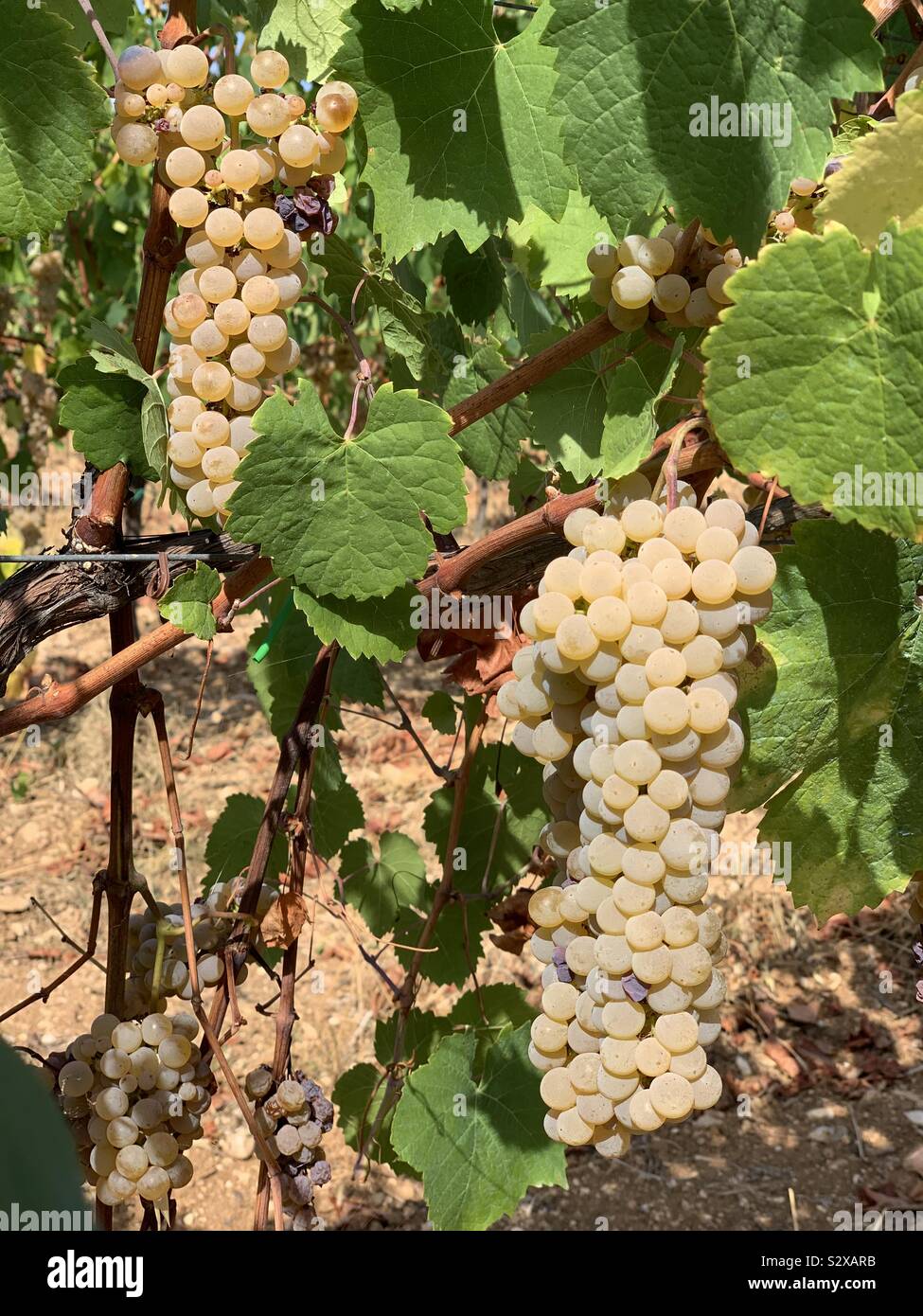 Raisin grappe Banque de photographies et d’images à haute résolution ...