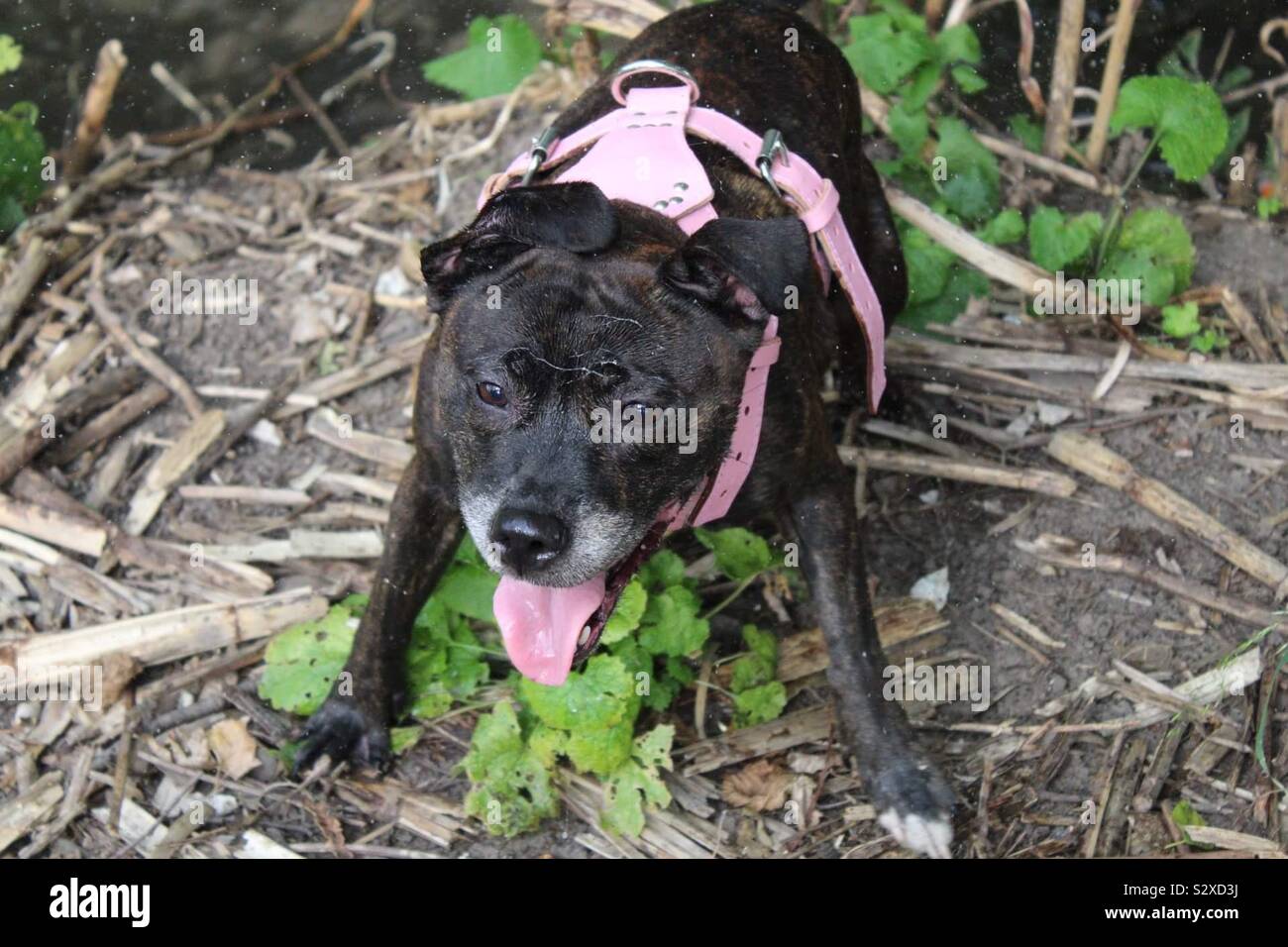 Staffy cross Banque de photographies et d’images à haute résolution - Alamy