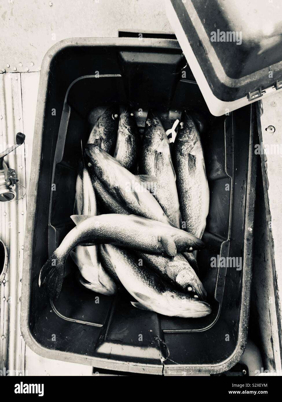 Doré jaune Banque de photographies et d’images à haute résolution - Alamy