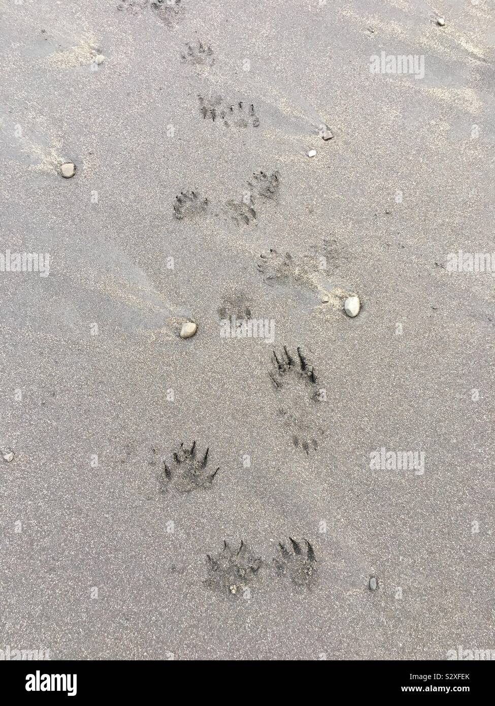 Empreintes de raton laveur Banque de photographies et d’images à haute ...