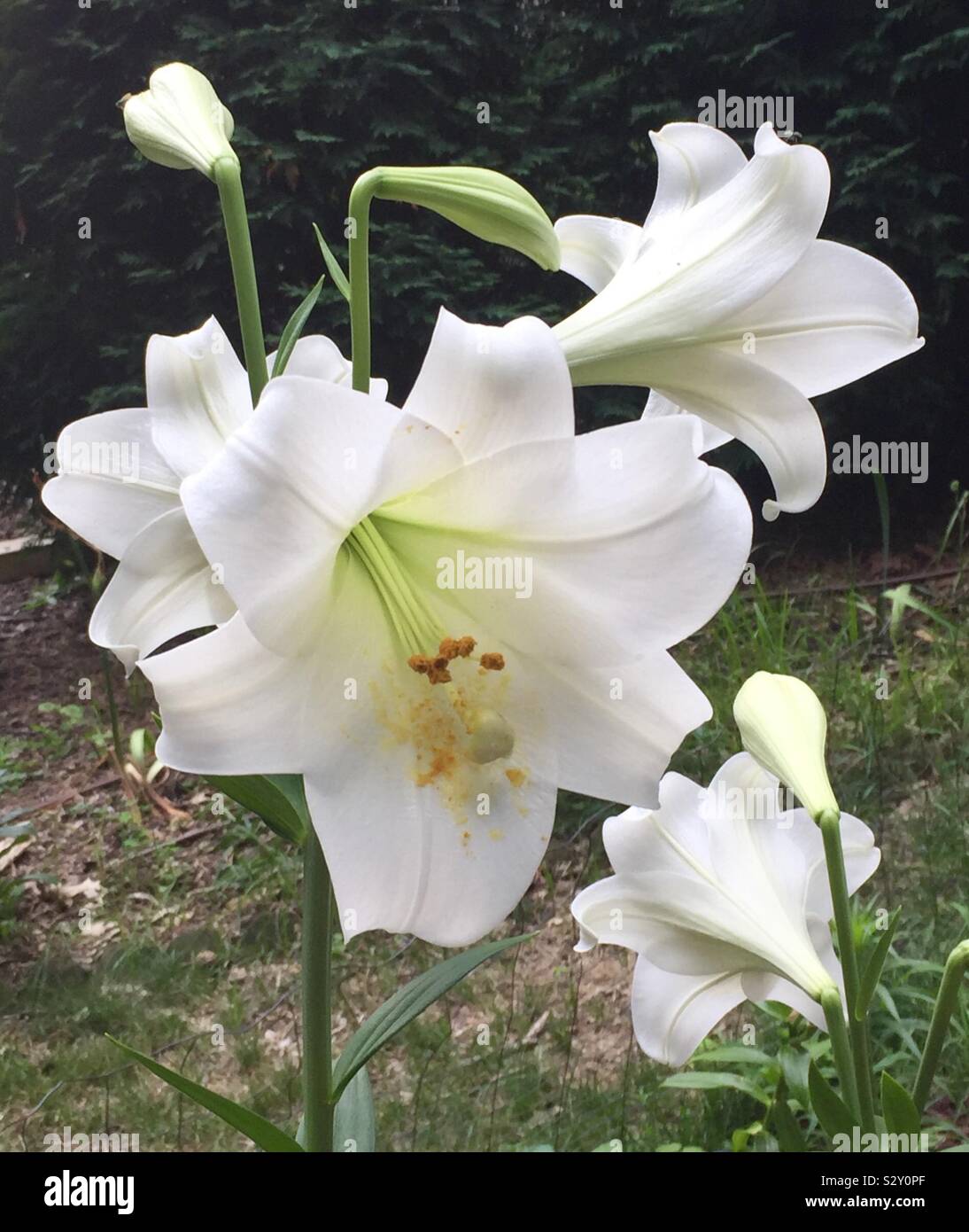 White lilies Banque de photographies et d’images à haute résolution - Alamy