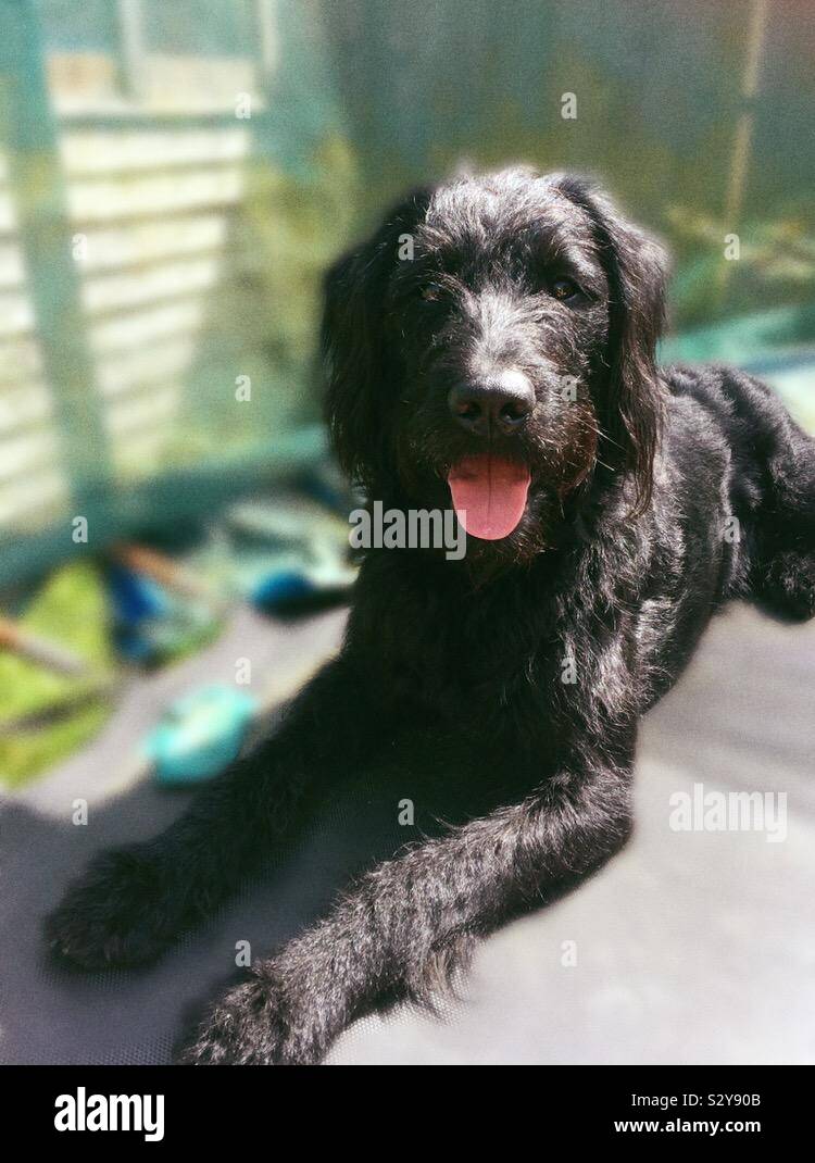 Labradoodles noir Banque de photographies et d’images à haute ...