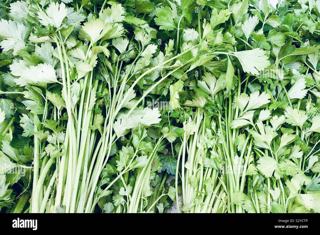 Vert persil Banque de photographies et d’images à haute résolution - Alamy