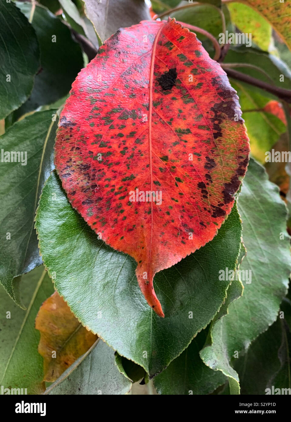 Feuilles avec des taches rouges Banque de photographies et d’images à ...