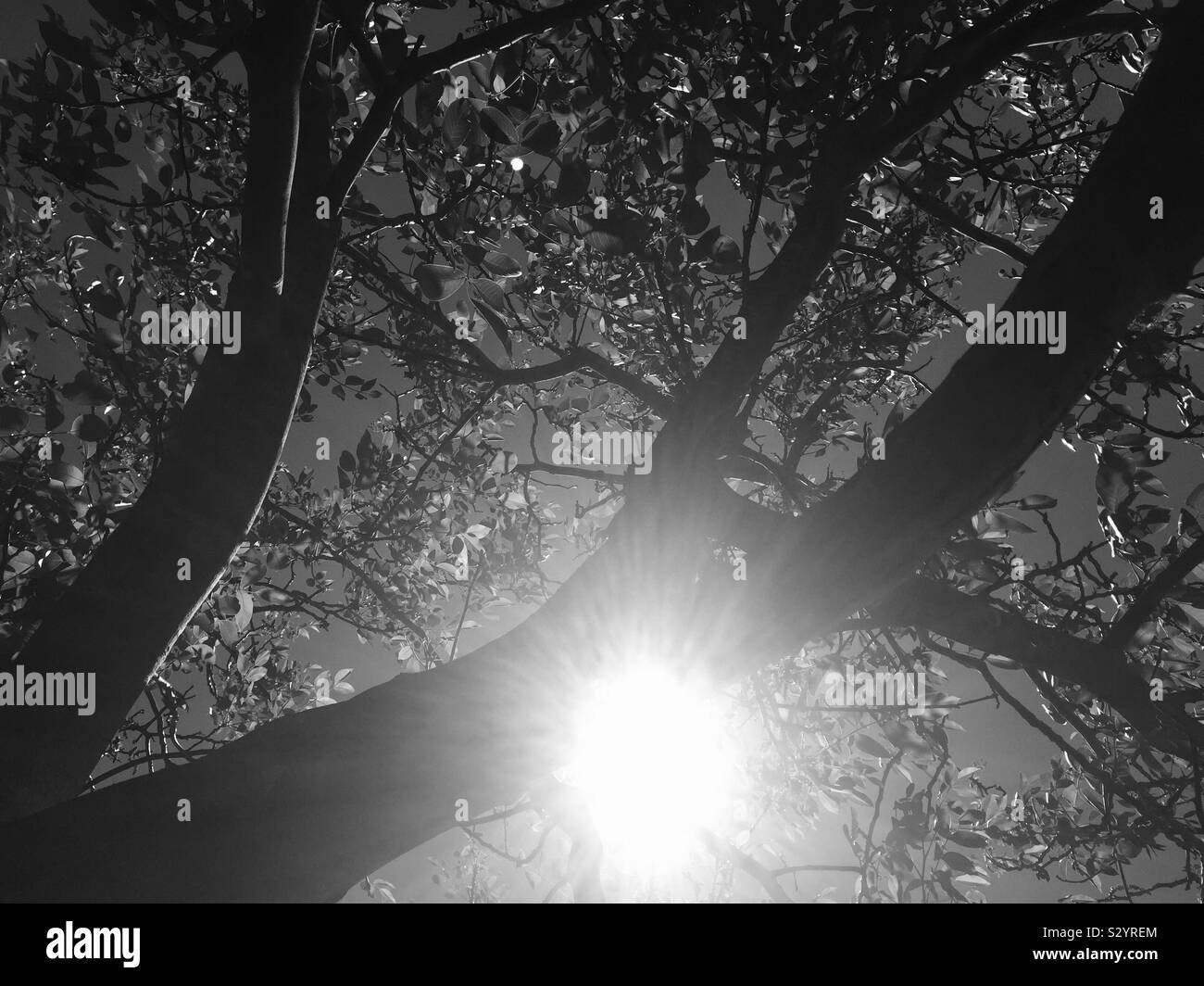 Arbre noir et blanc Banque de photographies et d’images à haute ...