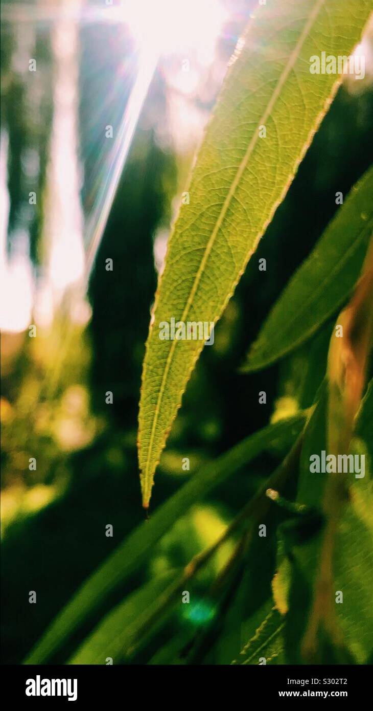 Feuille de saule Banque de photographies et d’images à haute résolution ...