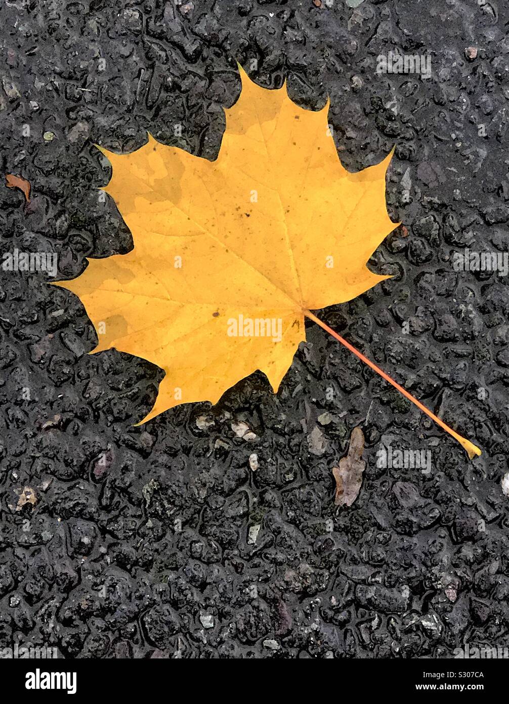 Feuille De Platane Banque d'image et photos - Alamy