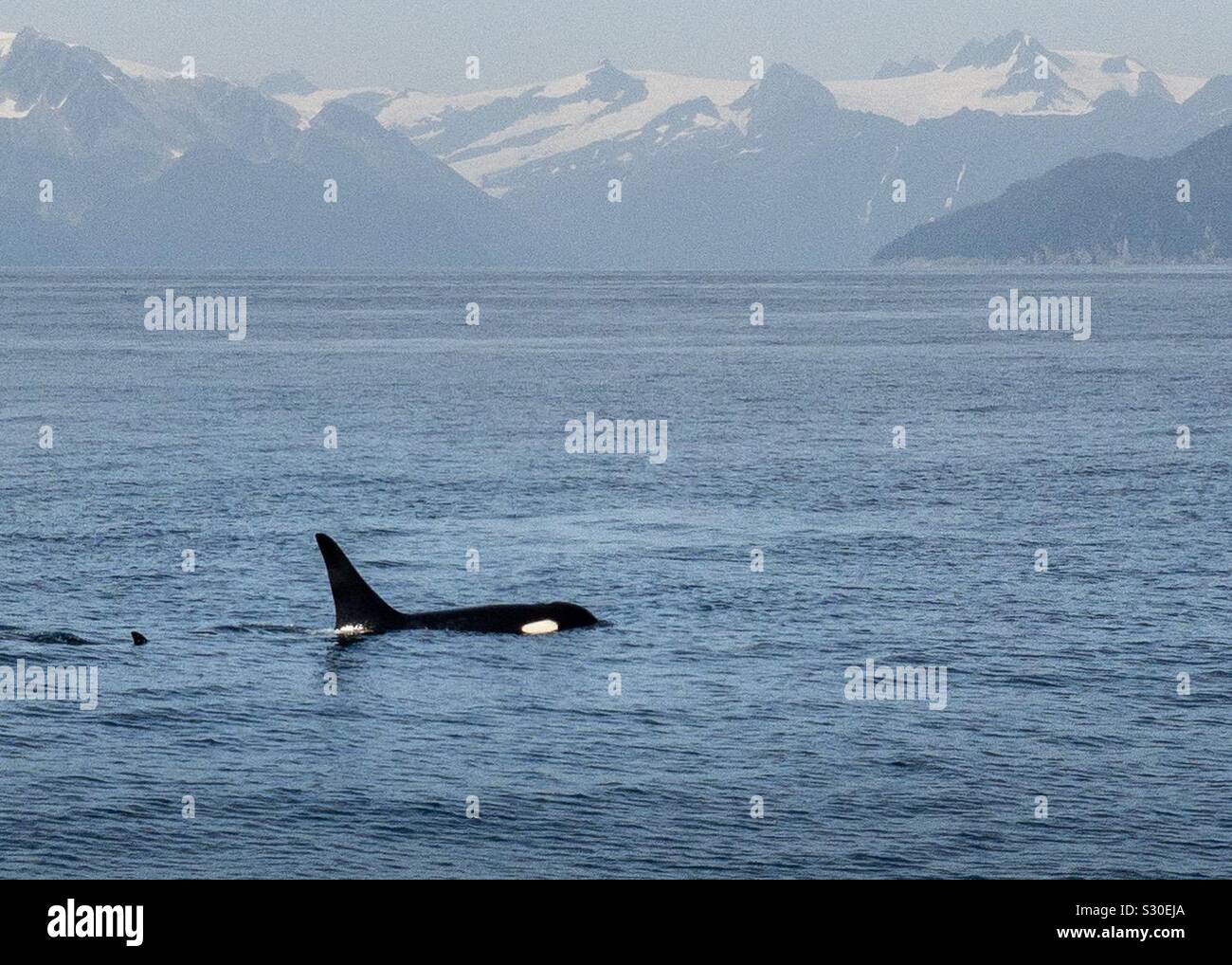 Orca alaska Banque de photographies et d’images à haute résolution - Alamy