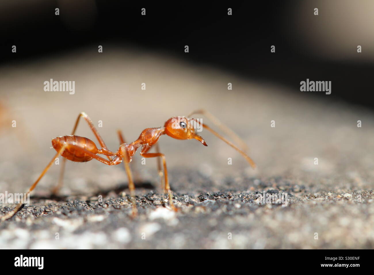 Fourmi rouge Banque de photographies et d’images à haute résolution - Alamy