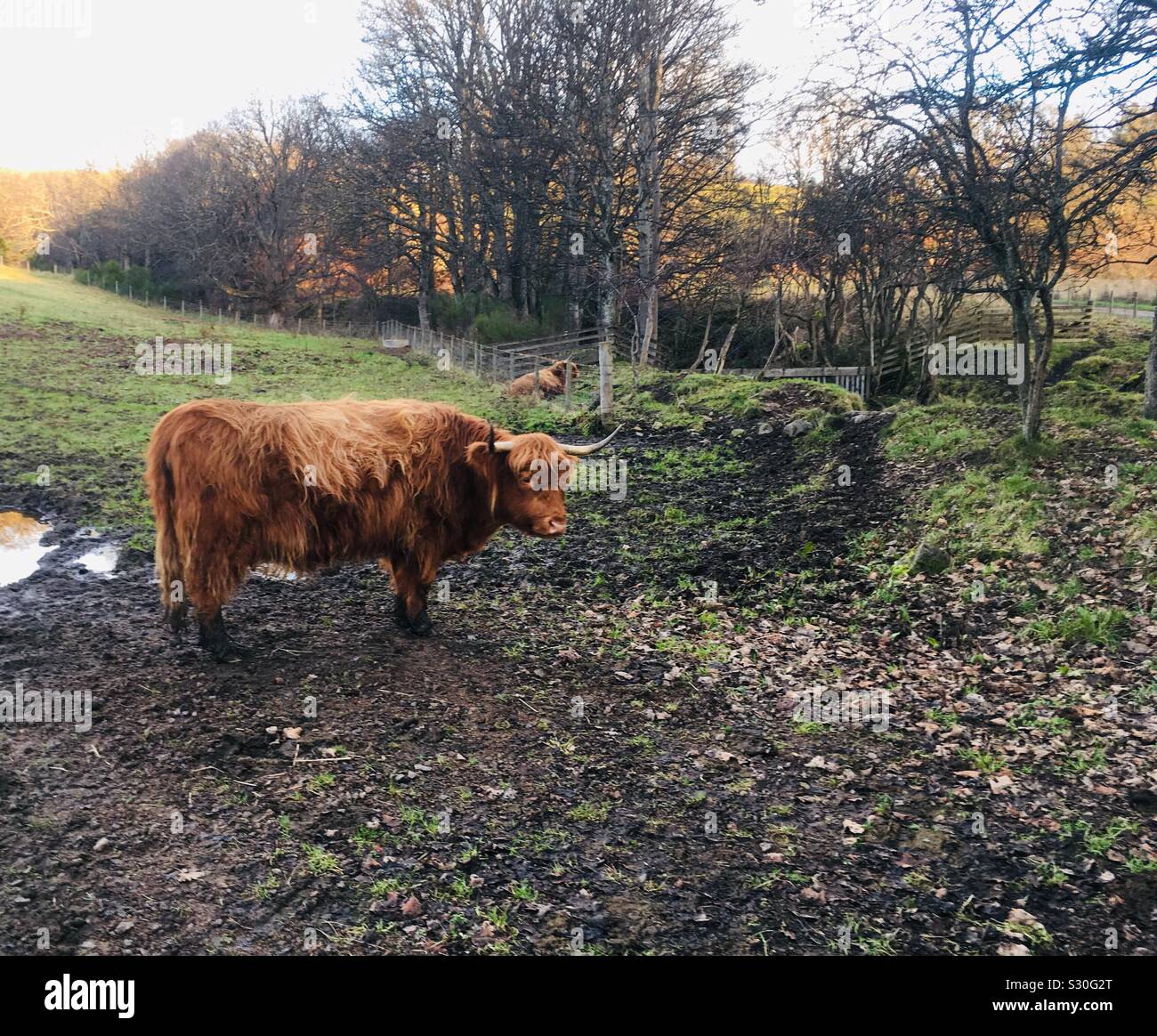 Heilan coo Banque de photographies et d’images à haute résolution - Alamy