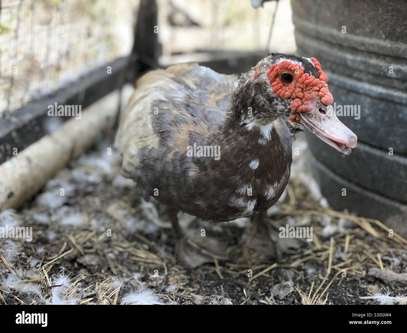 Poule heureuse Banque de photographies et d’images à haute résolution ...