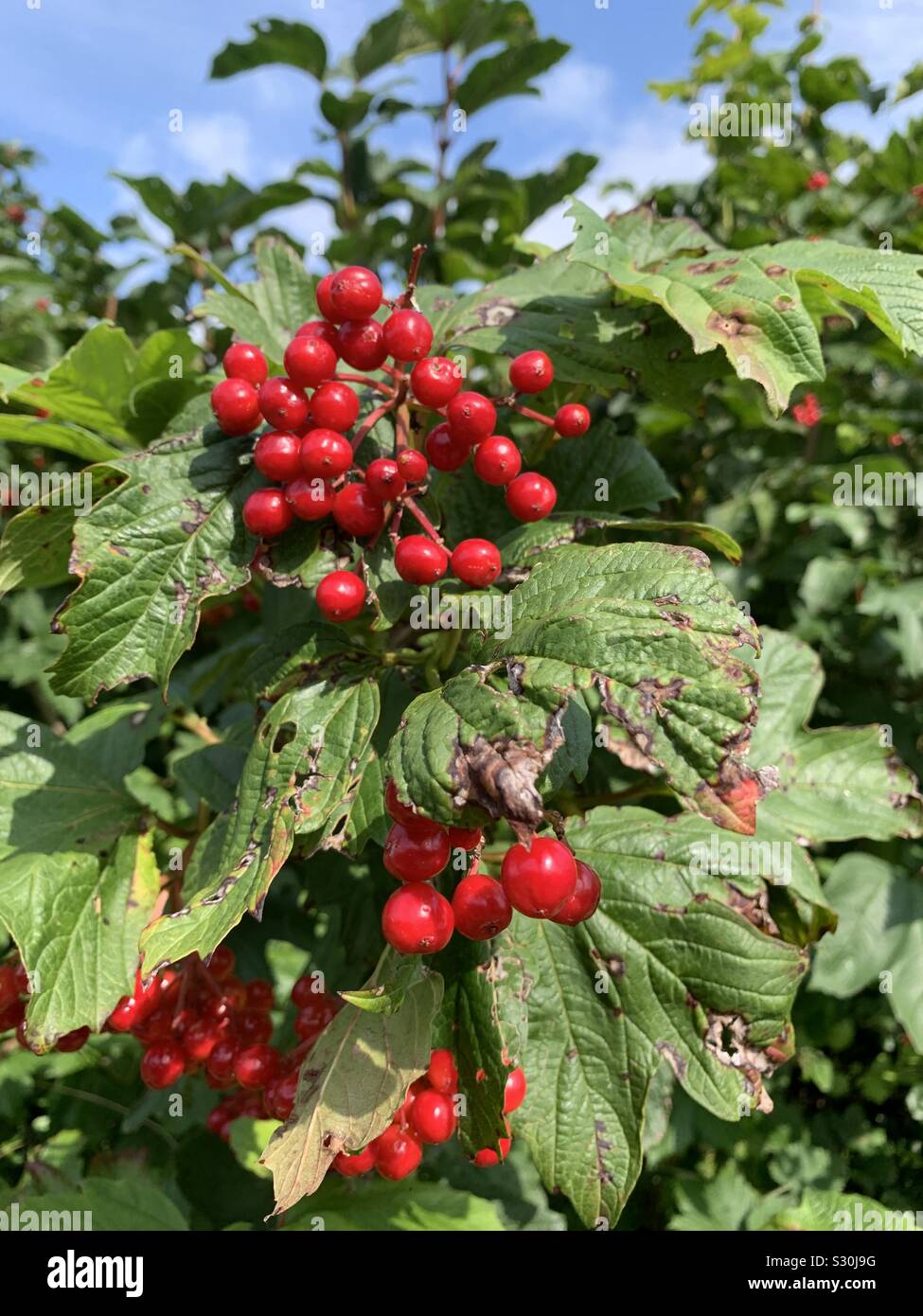 Arbuste aux fruits rouges Banque de photographies et d’images à haute ...