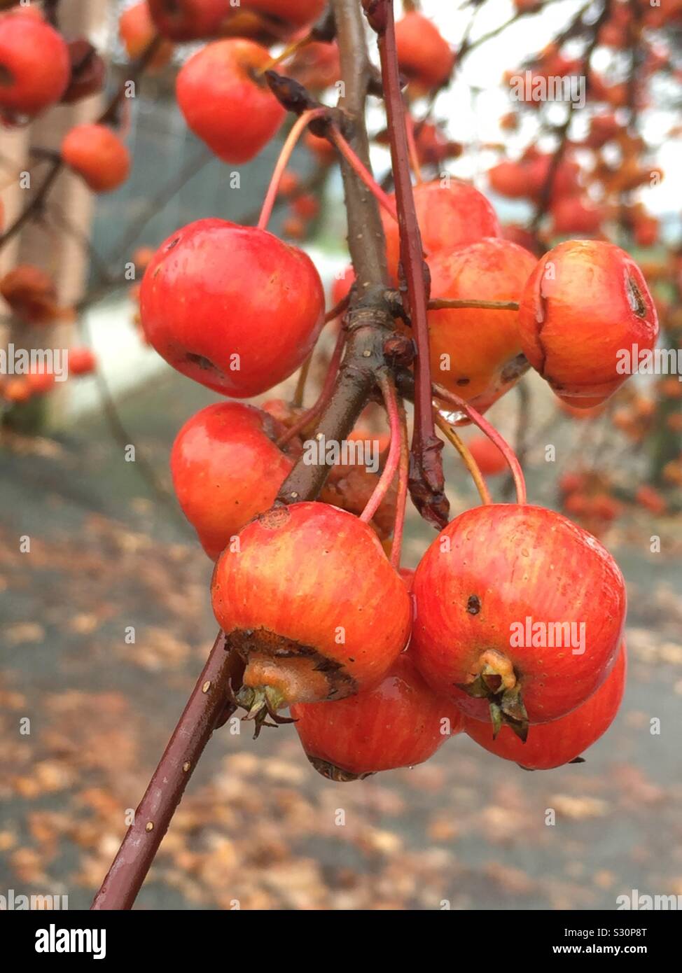 Fruits rouges sauvages Banque de photographies et d’images à haute ...