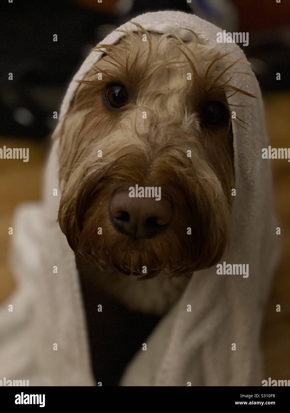 Jedi dog Banque de photographies et d’images à haute résolution - Alamy