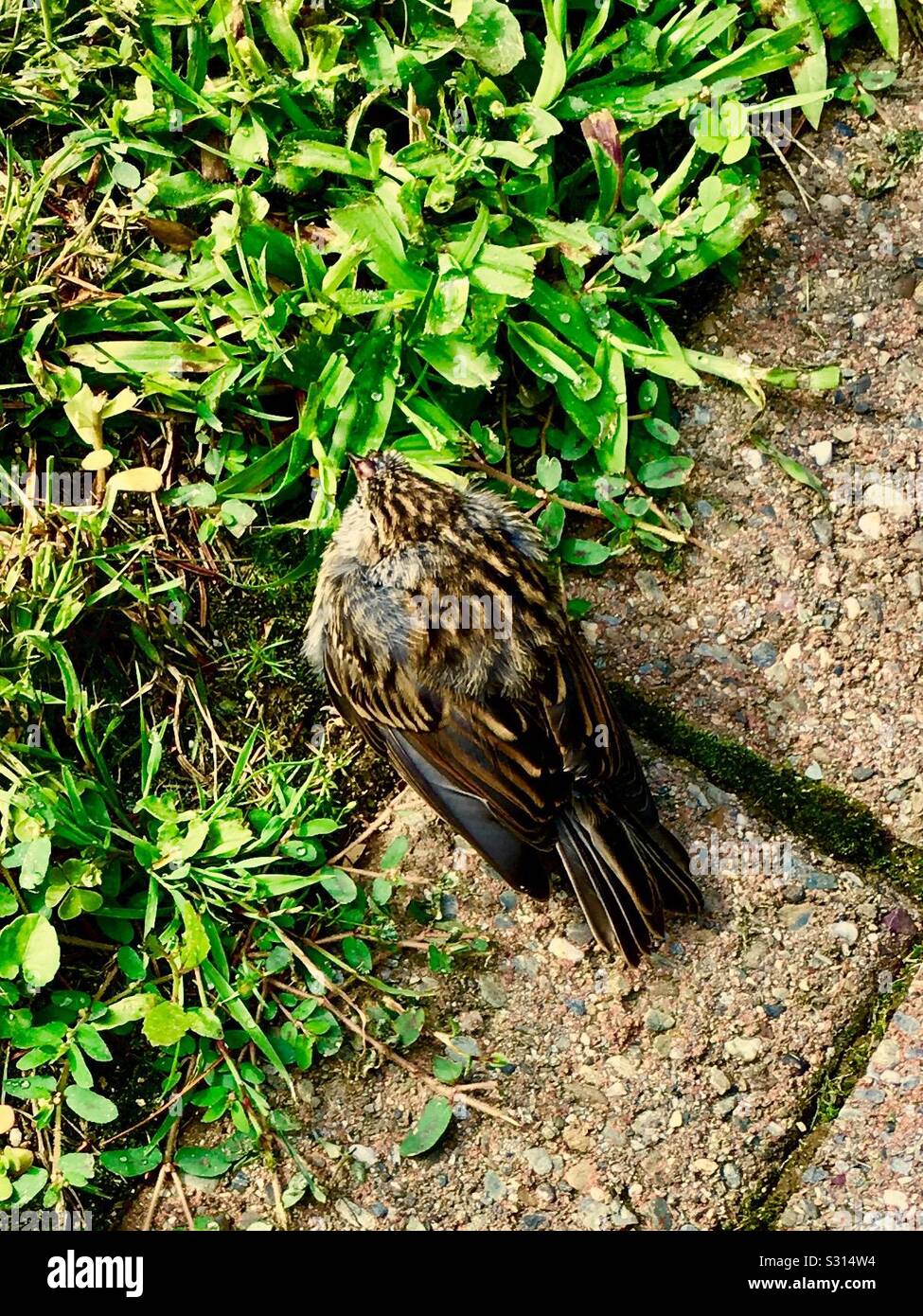 Oiseau de repos Banque de photographies et d’images à haute résolution ...