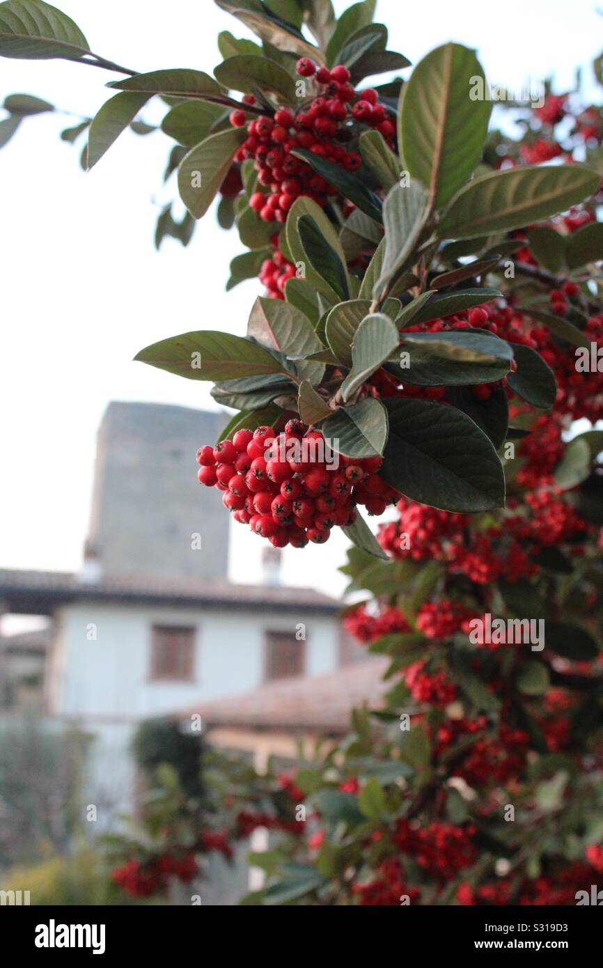 Fruits rouges sauvages Banque de photographies et d’images à haute ...