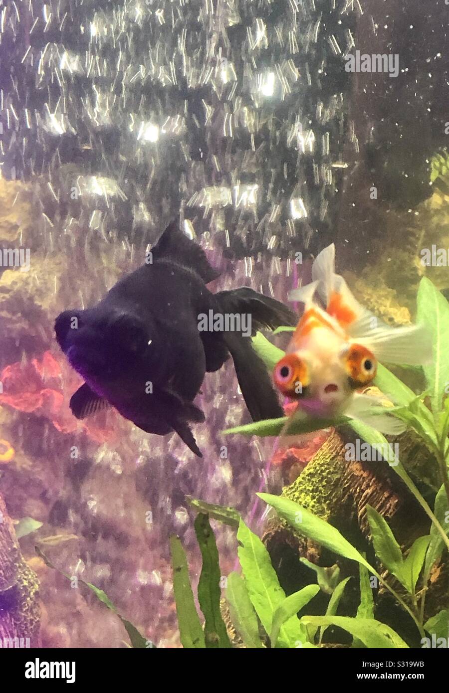 Poisson avec des bulles Banque de photographies et d’images à haute ...