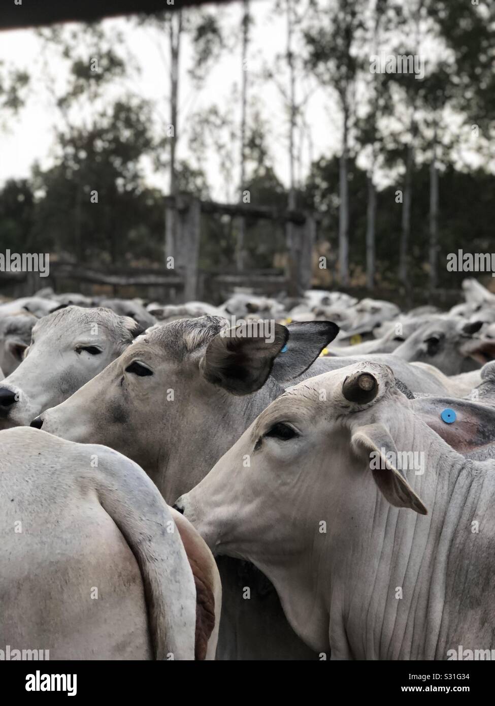 Vaches Brahmanes Banque d'image et photos - Alamy