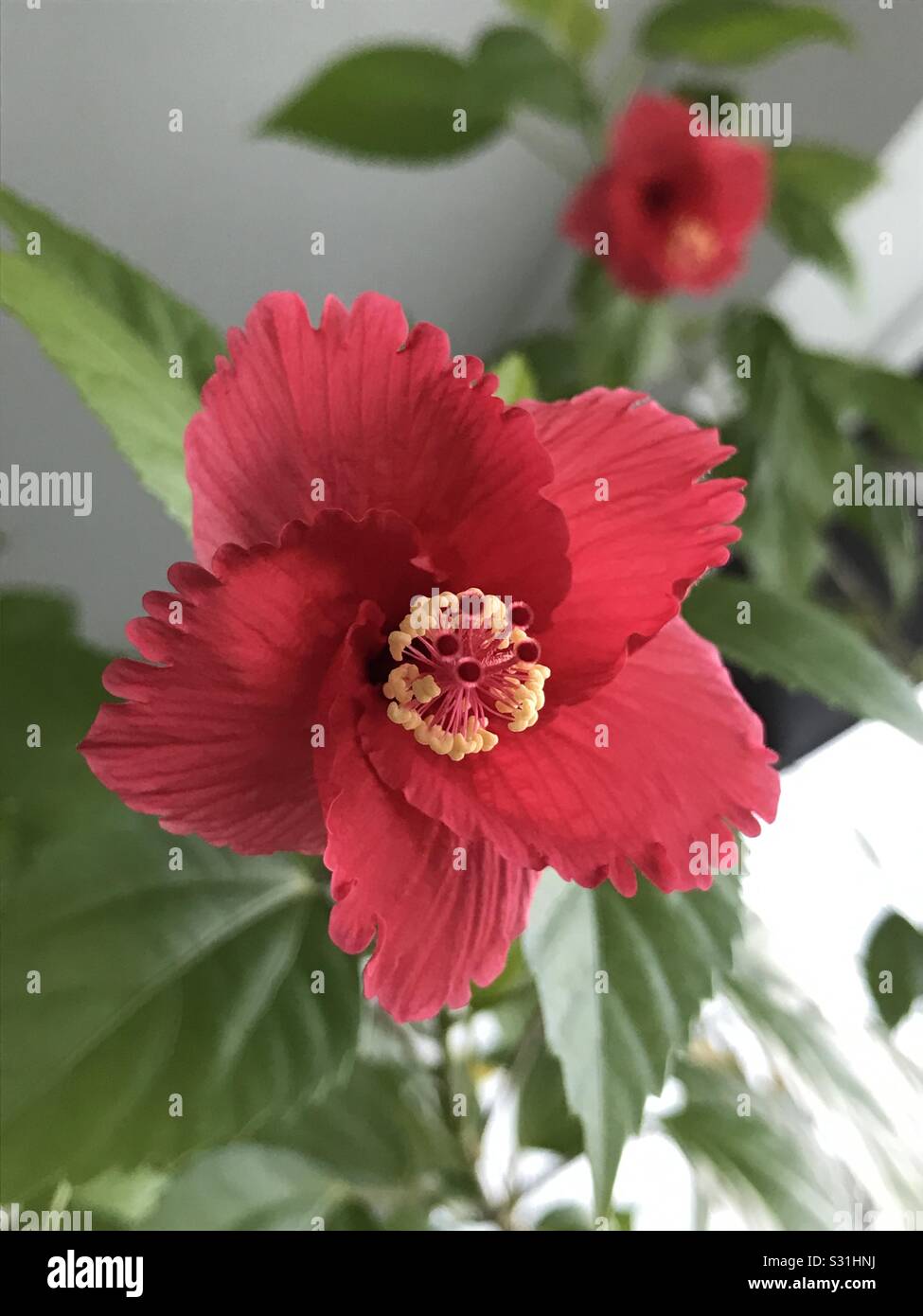 Chembarathi flower Banque de photographies et d’images à haute ...