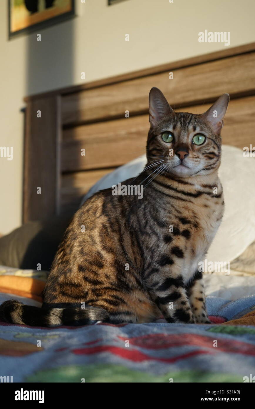Chat Bengale Brun Banque d'image et photos - Alamy