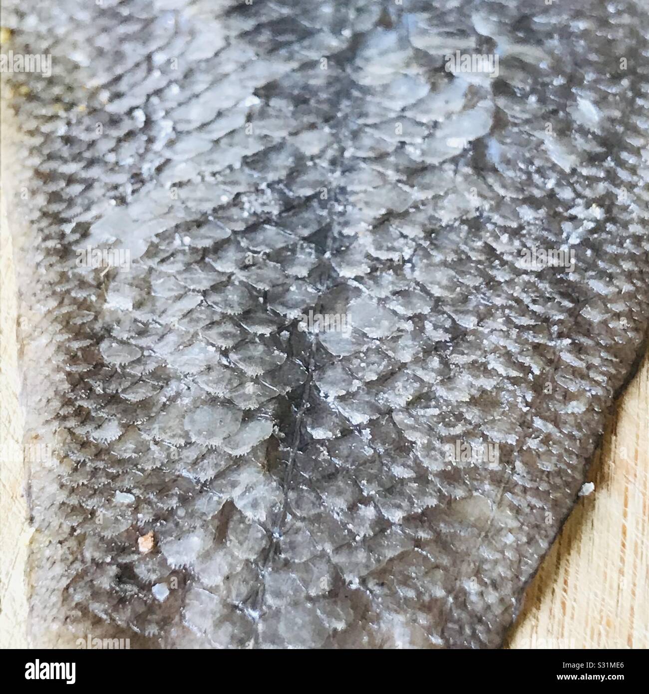 Poisson langue Banque de photographies et d’images à haute résolution ...