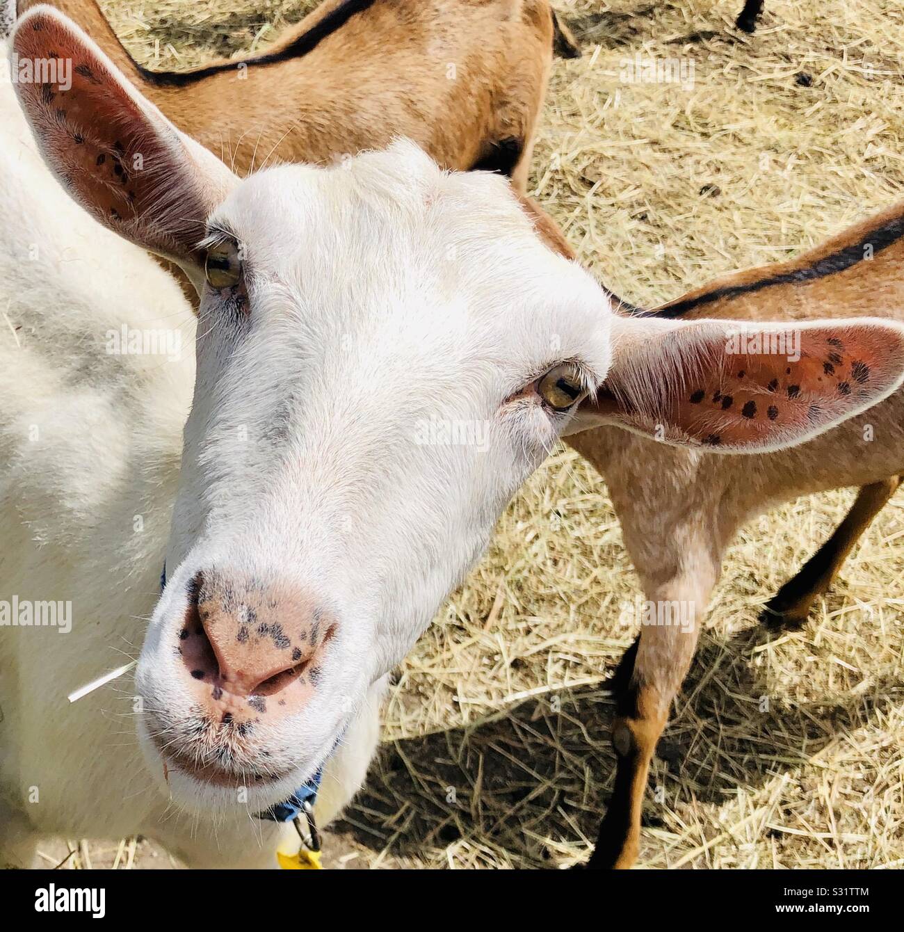 Saanen Goat Banque d'image et photos - Alamy