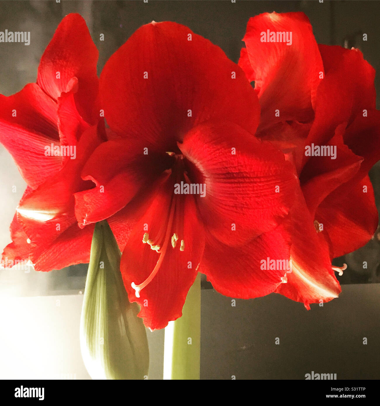 Lys amaryllis rouge Banque de photographies et d’images à haute ...