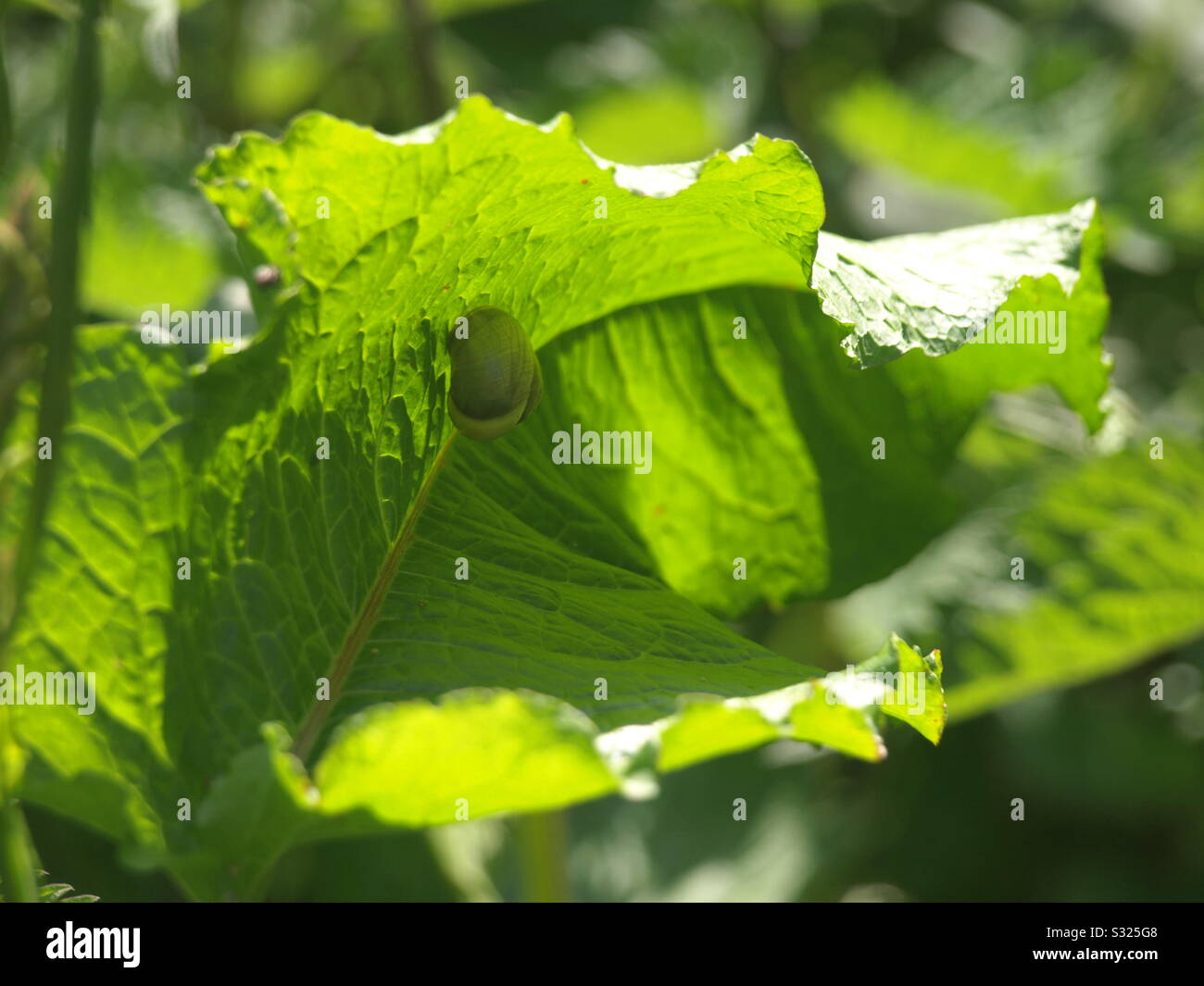 Escargot sur une feuille Banque de photographies et d’images à haute ...