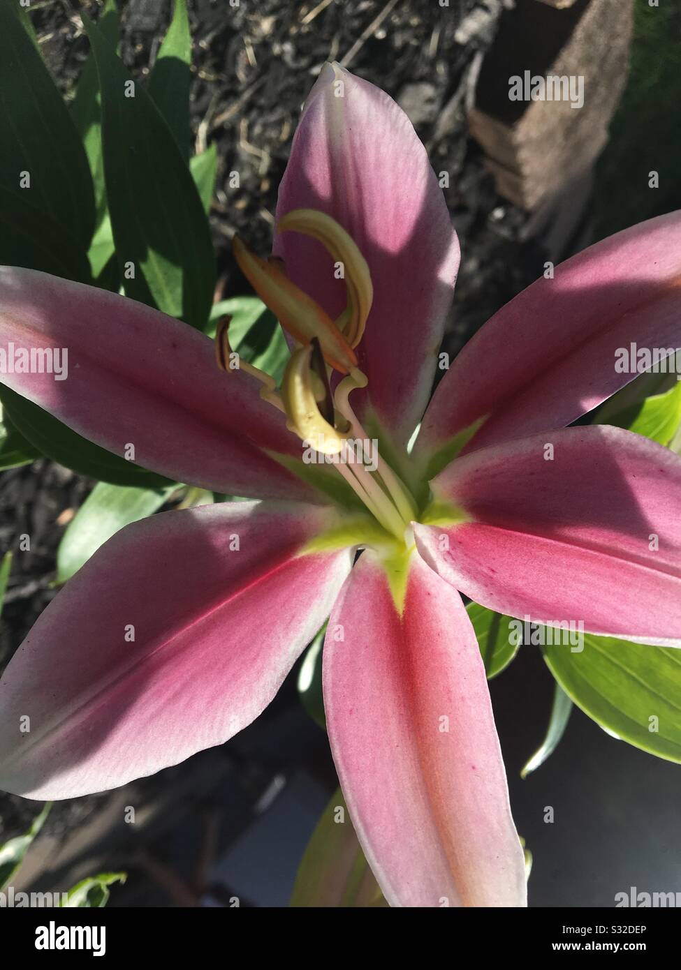 Fleur hawaïenne Banque de photographies et d’images à haute résolution ...