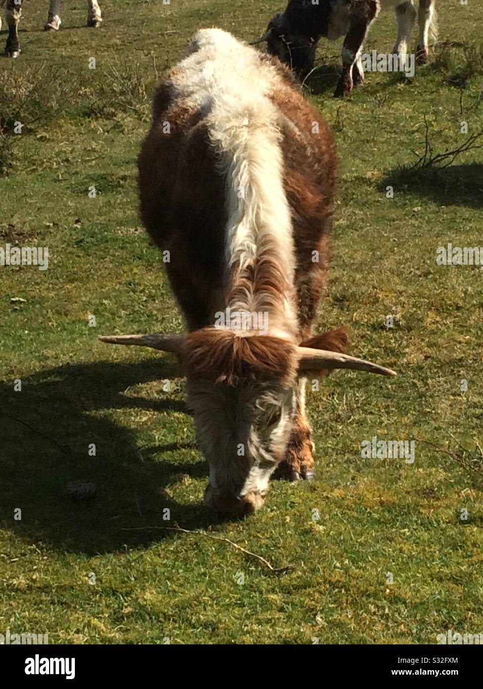 Vache poilue Banque de photographies et d’images à haute résolution - Alamy