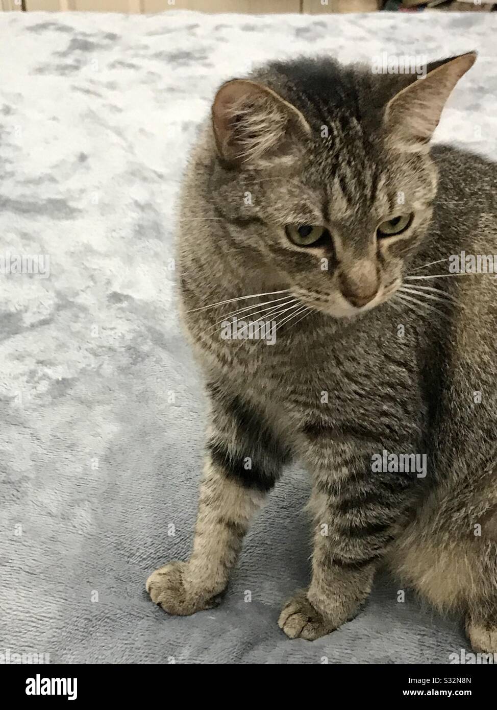 Brown tabby cat Banque de photographies et d’images à haute résolution ...
