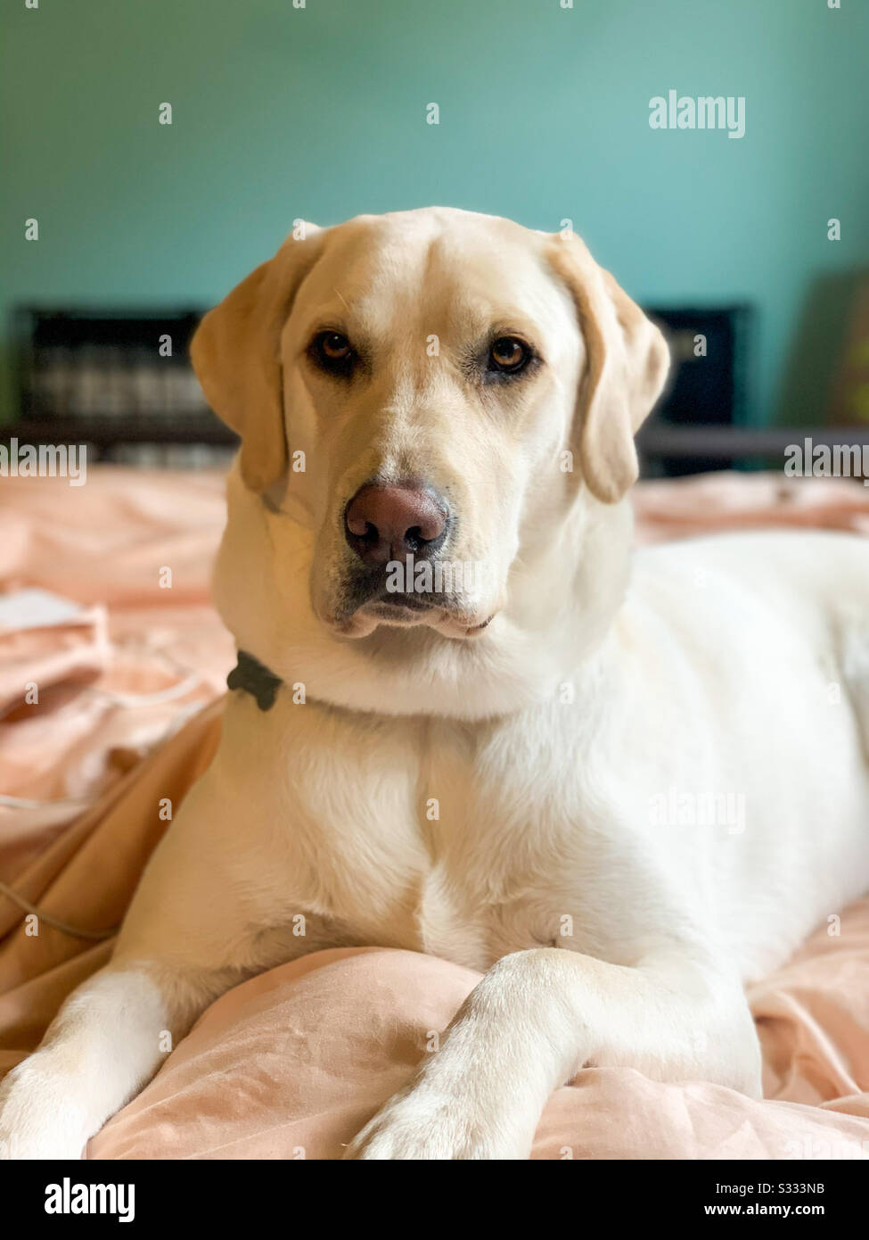 Chien blond labrador retriever Banque de photographies et d’images à ...