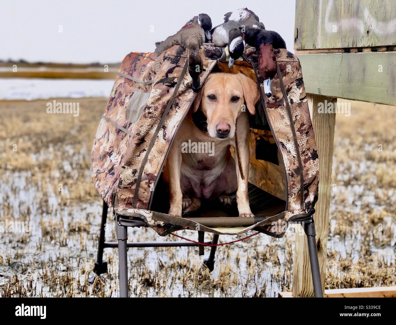 Chasse au canard Banque de photographies et d’images à haute résolution ...