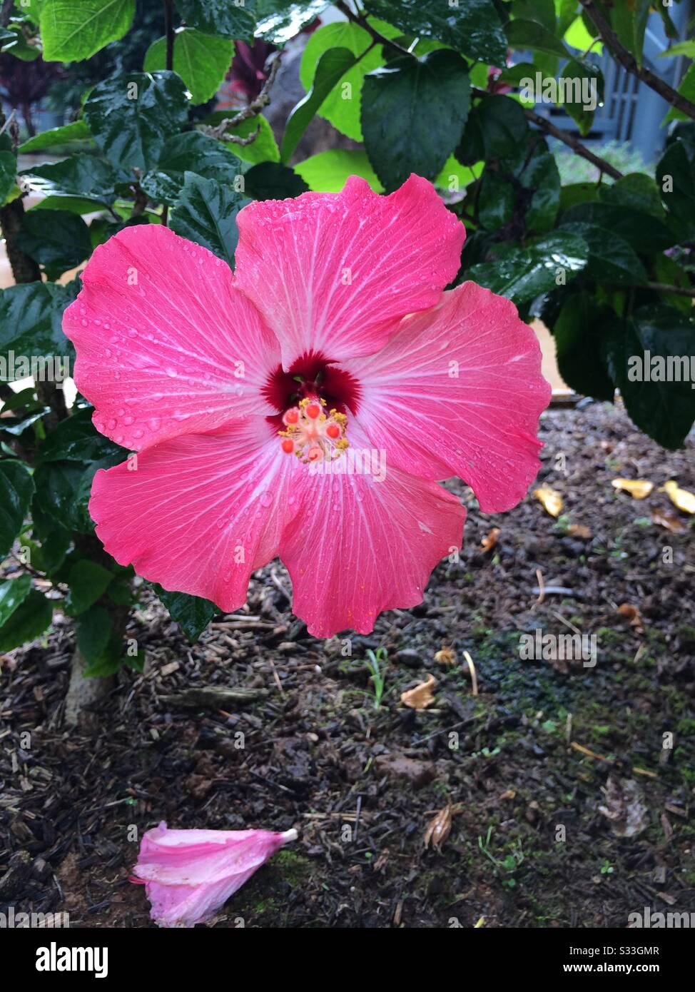 Fleur hawaïenne Banque de photographies et d’images à haute résolution ...