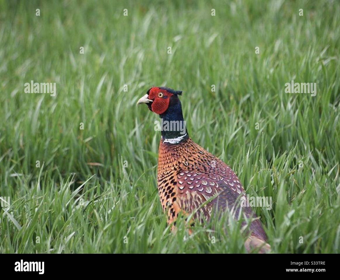 Faisan vert Banque de photographies et d’images à haute résolution - Alamy