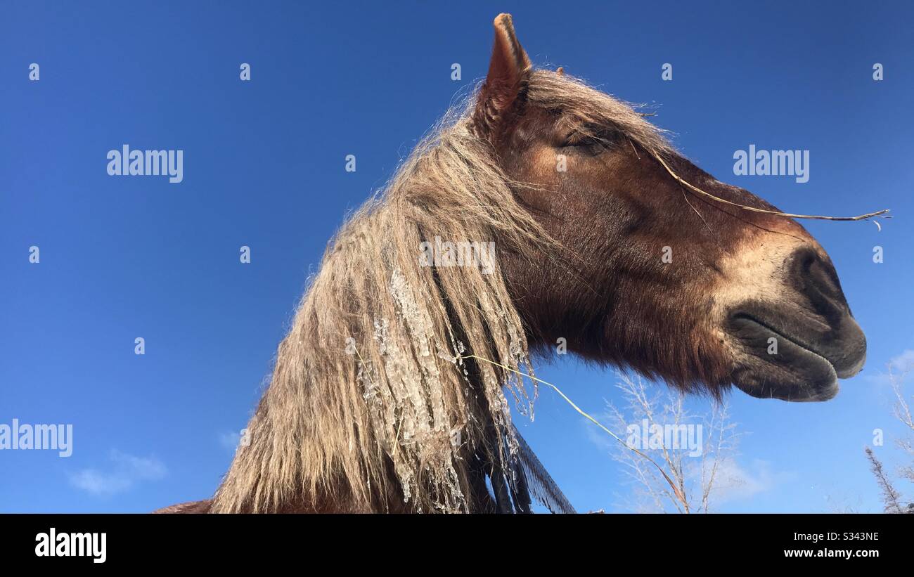 Cheval bleu dans le ciel Banque de photographies et d’images à haute ...
