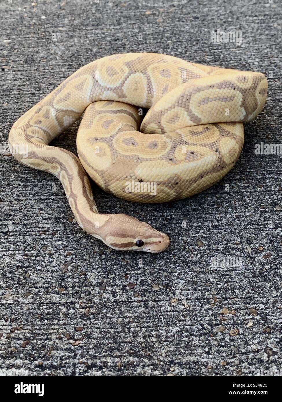 Serpent albinos Banque de photographies et d’images à haute résolution ...