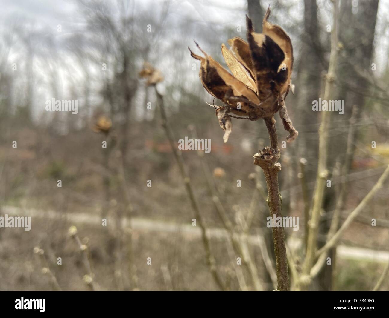 Fleur fanée Banque de photographies et d’images à haute résolution - Alamy