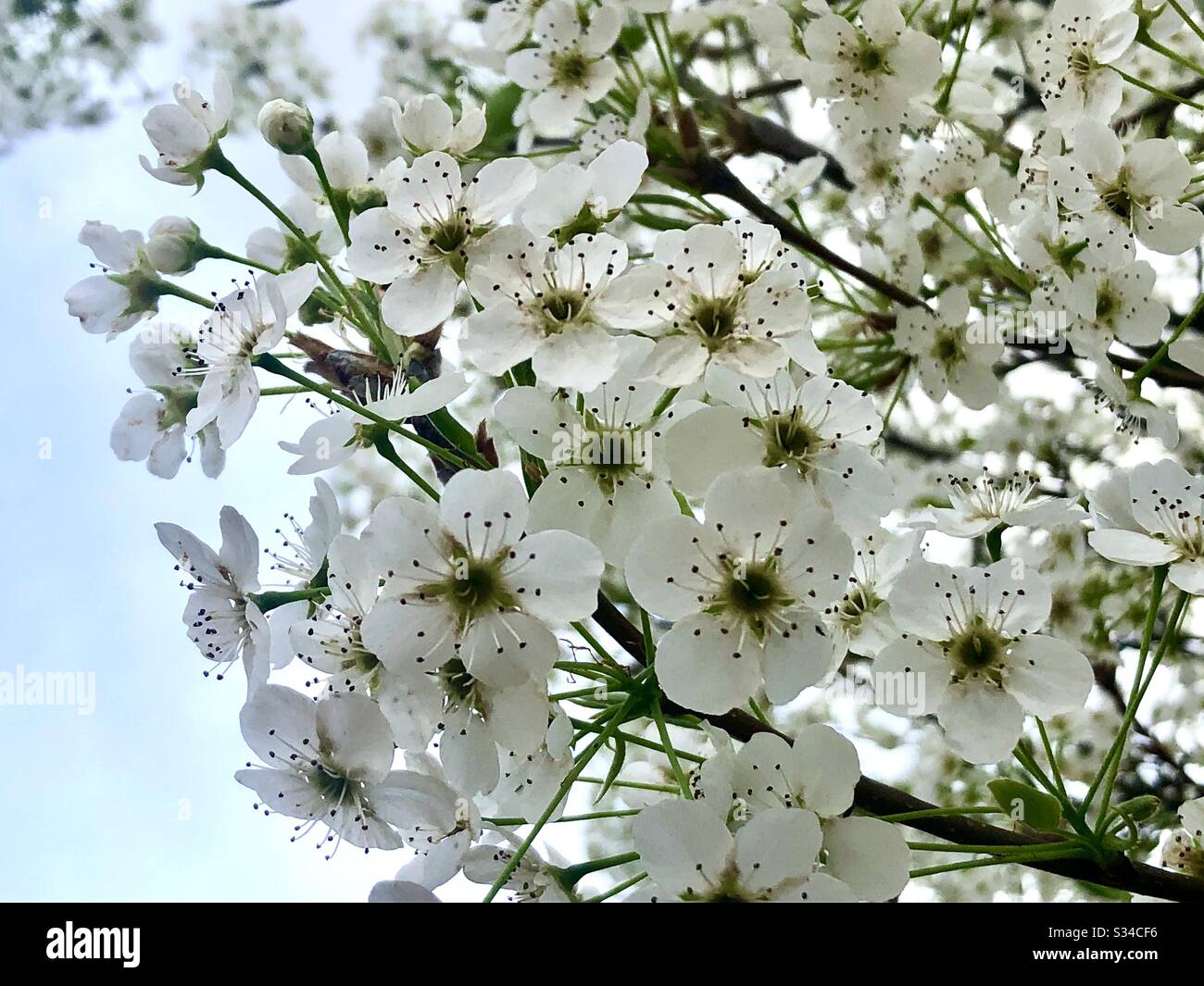 Fleurs de poirier blanches Banque de photographies et d’images à haute ...