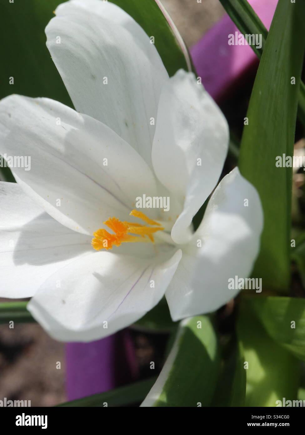 Crocus soleil Banque de photographies et d’images à haute résolution ...