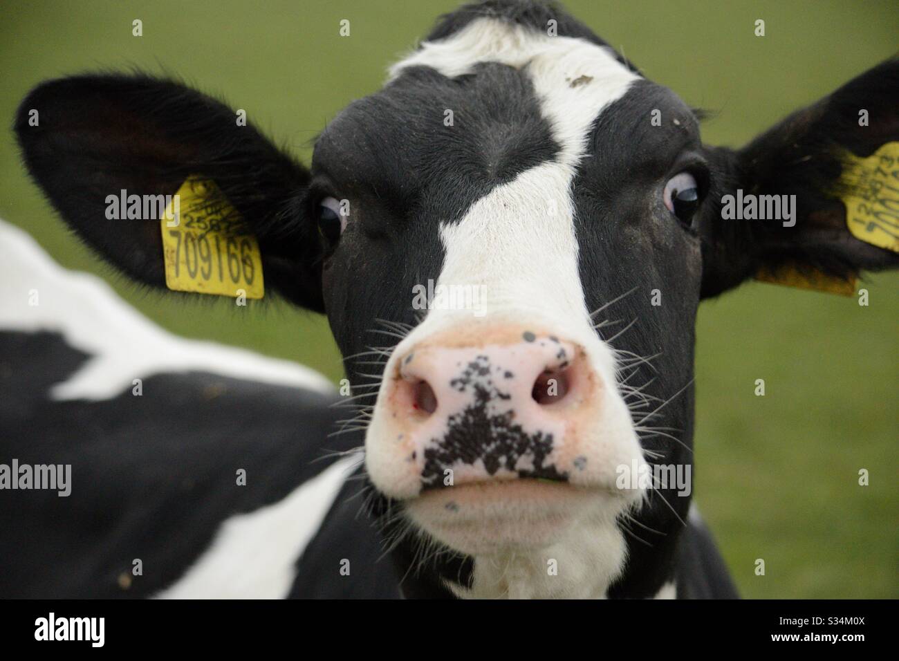Visage de vaches Banque de photographies et d’images à haute résolution ...
