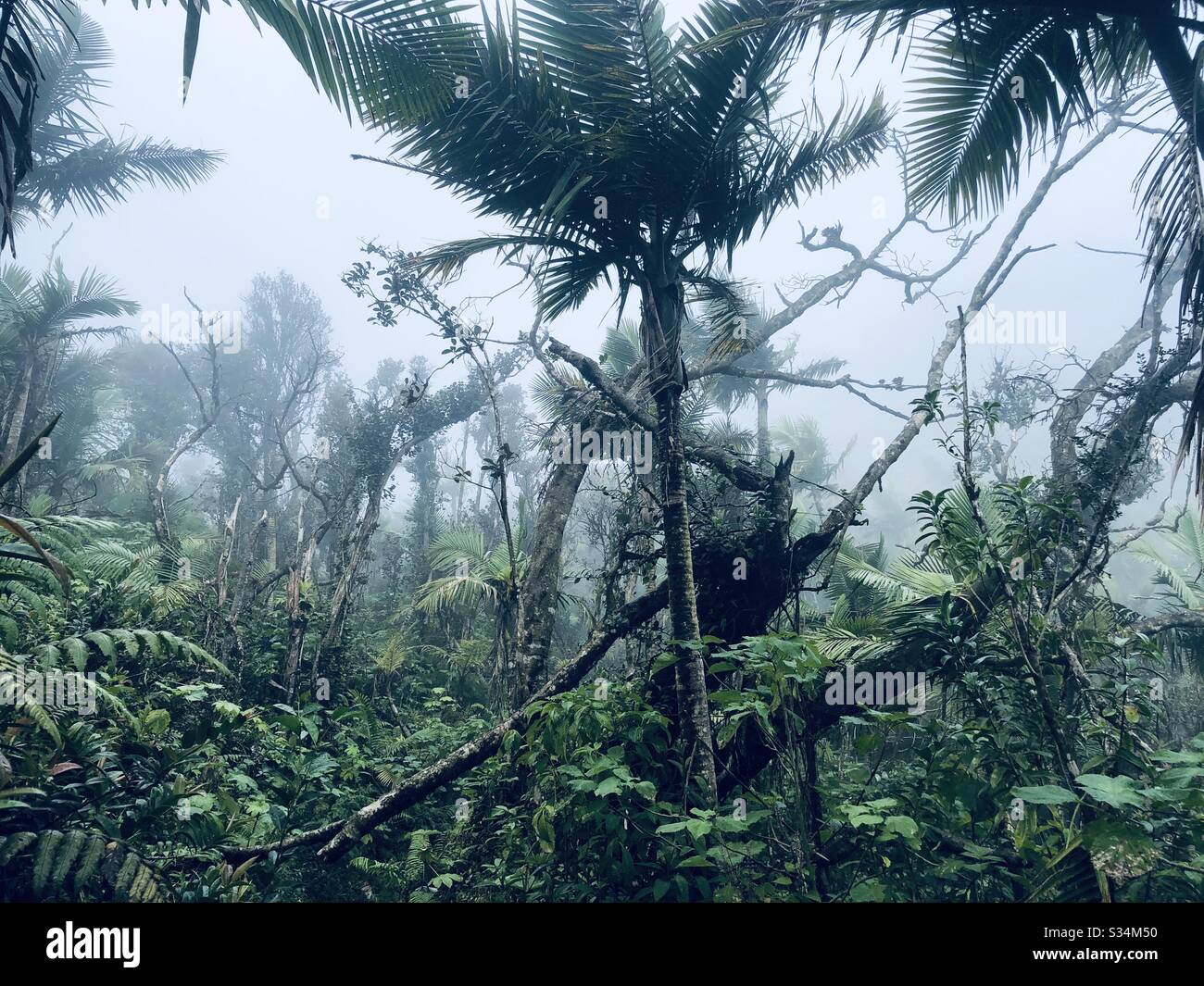 Forêt tropicale humide des caraïbes Banque de photographies et d’images ...