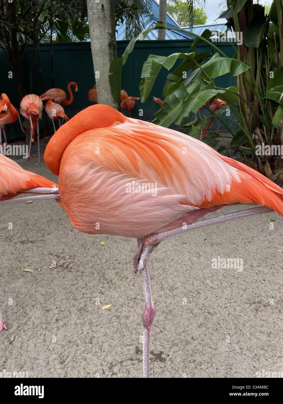 Flamant rose endormi Banque de photographies et d’images à haute ...