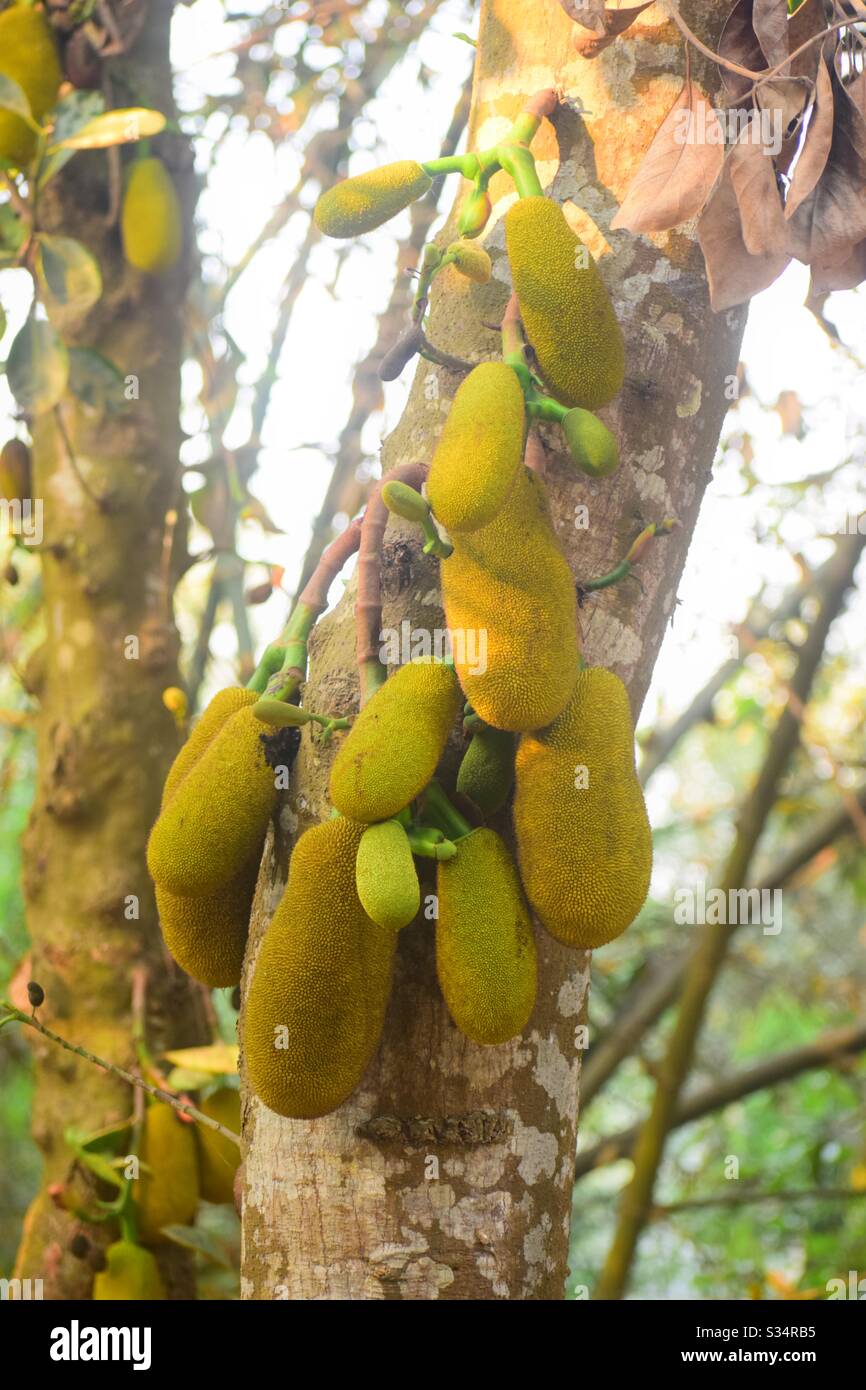 Jackfruits tree Banque de photographies et d’images à haute résolution ...