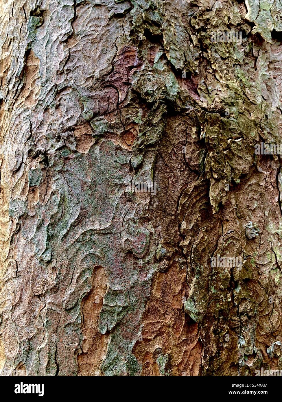 Texture de tronc d'arbre Banque de photographies et d’images à haute ...