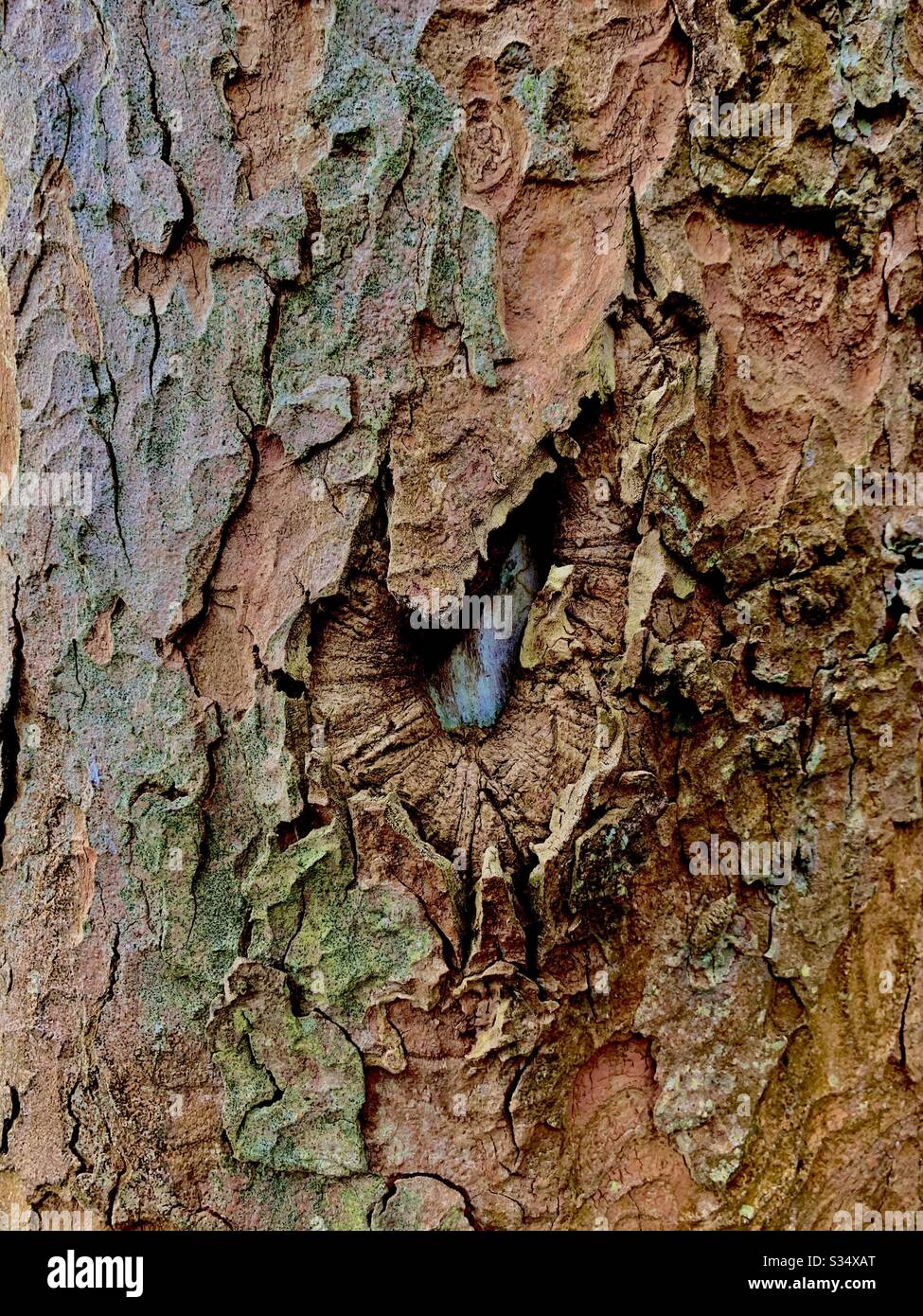 Texture de tronc d'arbre Banque de photographies et d’images à haute ...