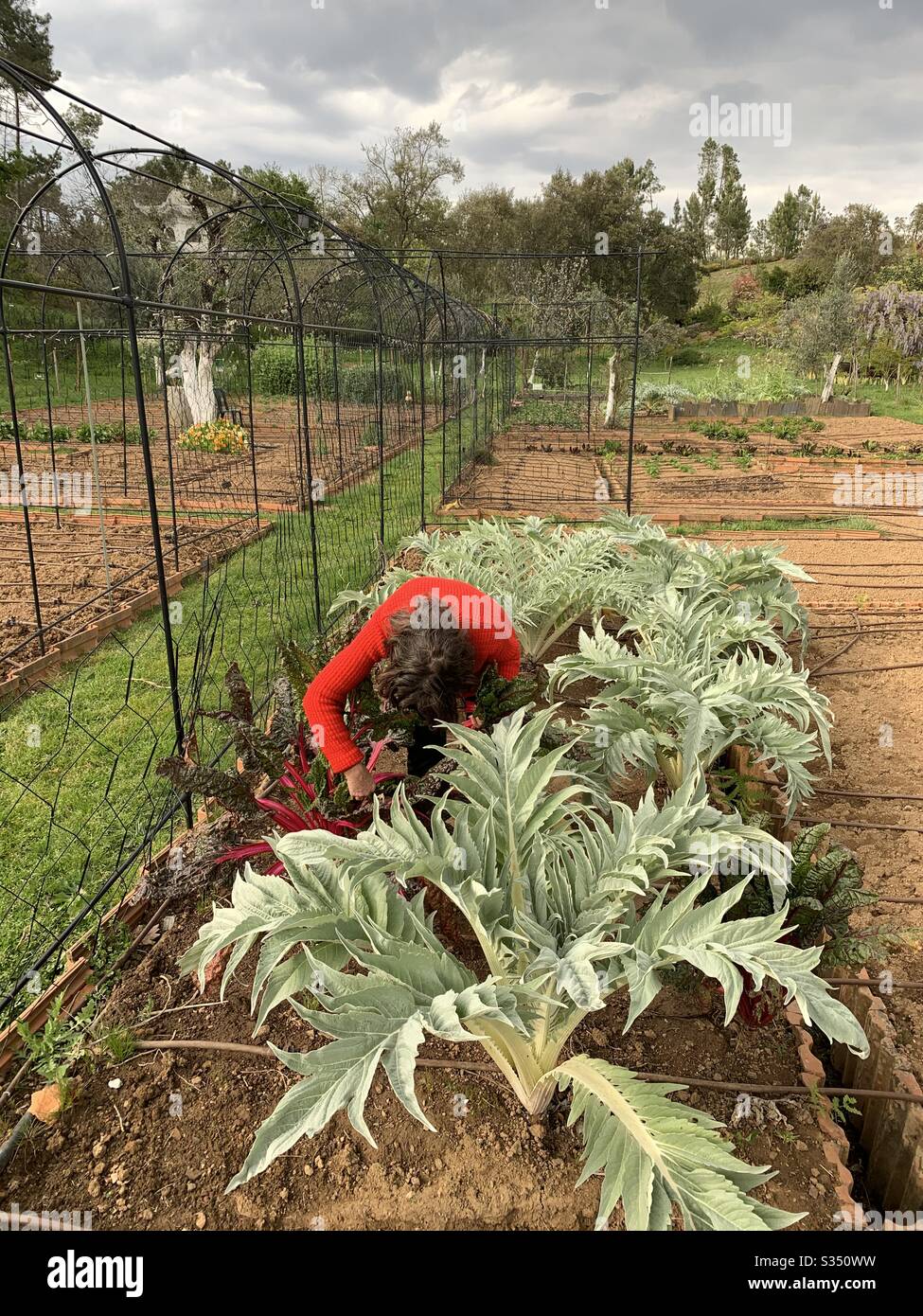 Plantes jardin Banque de photographies et d’images à haute résolution ...