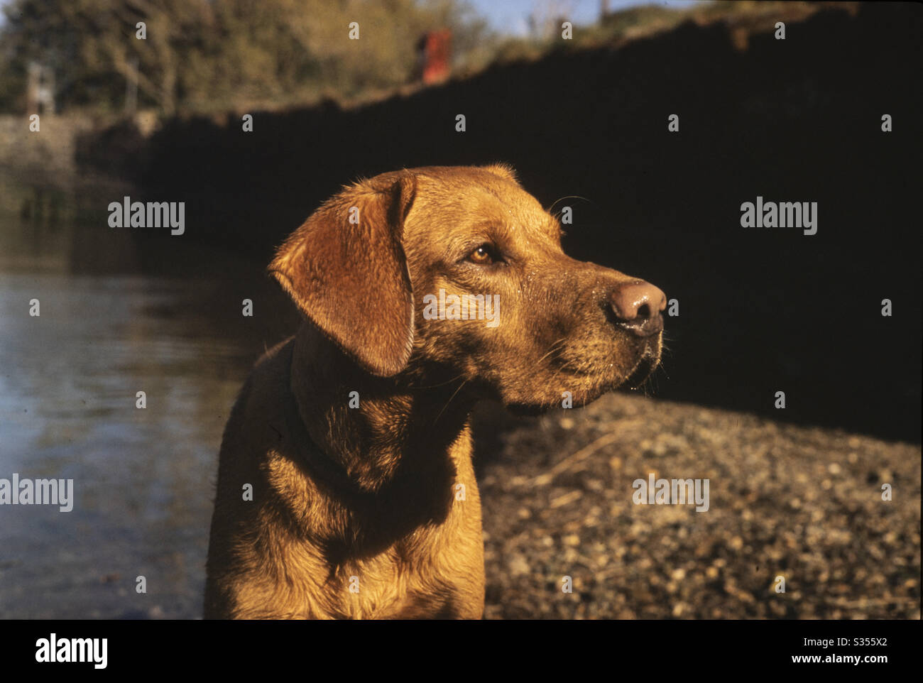 Labrador renard roux Banque de photographies et d’images à haute ...